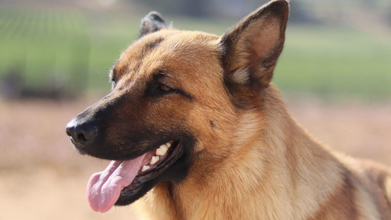 40+ Pros And Cons Of Owning A German Shepherd - All About GSD