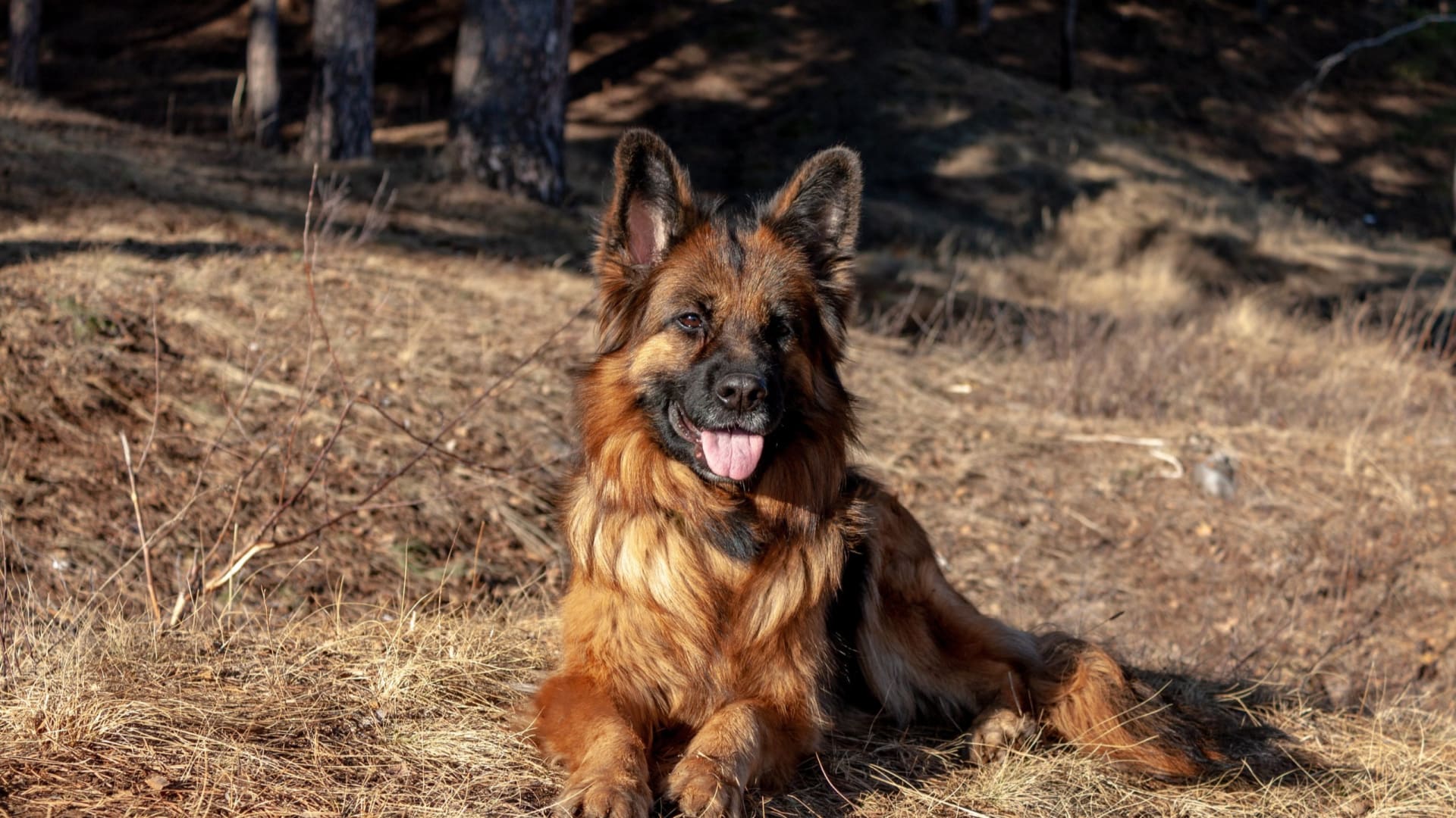 40+ Pros And Cons Of Owning A German Shepherd - All About GSD